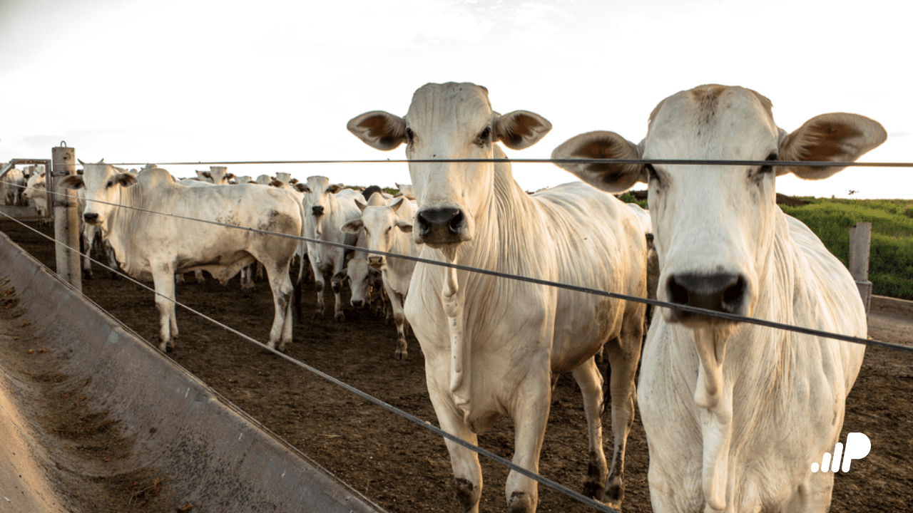 5 riscos graves da leitura de cocho visual