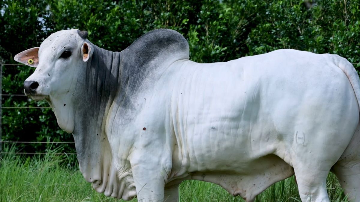 Ponta Agro entrega prêmio na Expogenética 2024